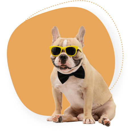Best Mobile Dog Grooming in Miami and Doral, FL › Doggies Gone Wild ...